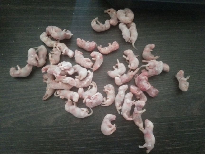 Голыши, опушата, бегунки на корм