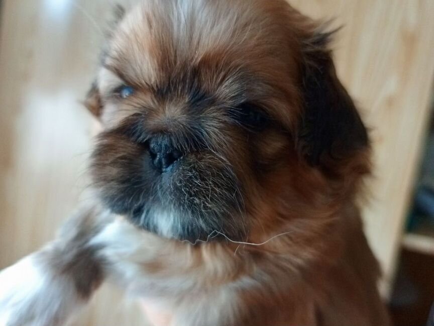 Щенки пекинеса