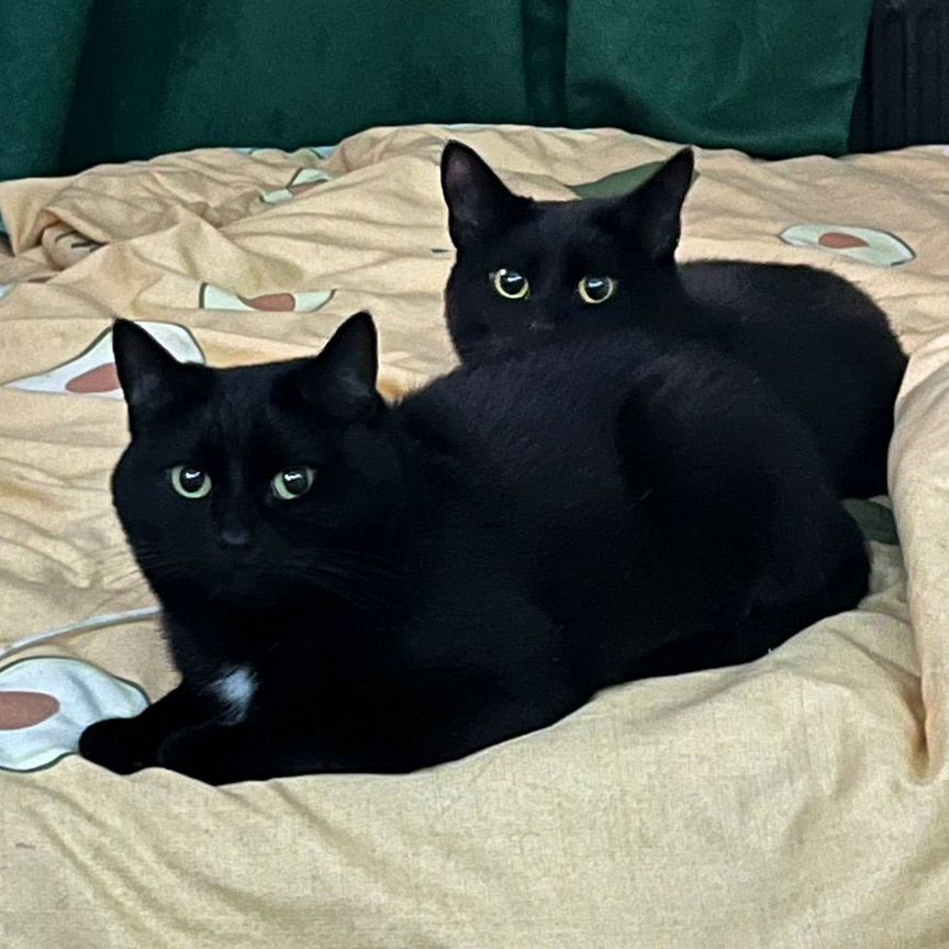 Бомбейский, взрослый кот