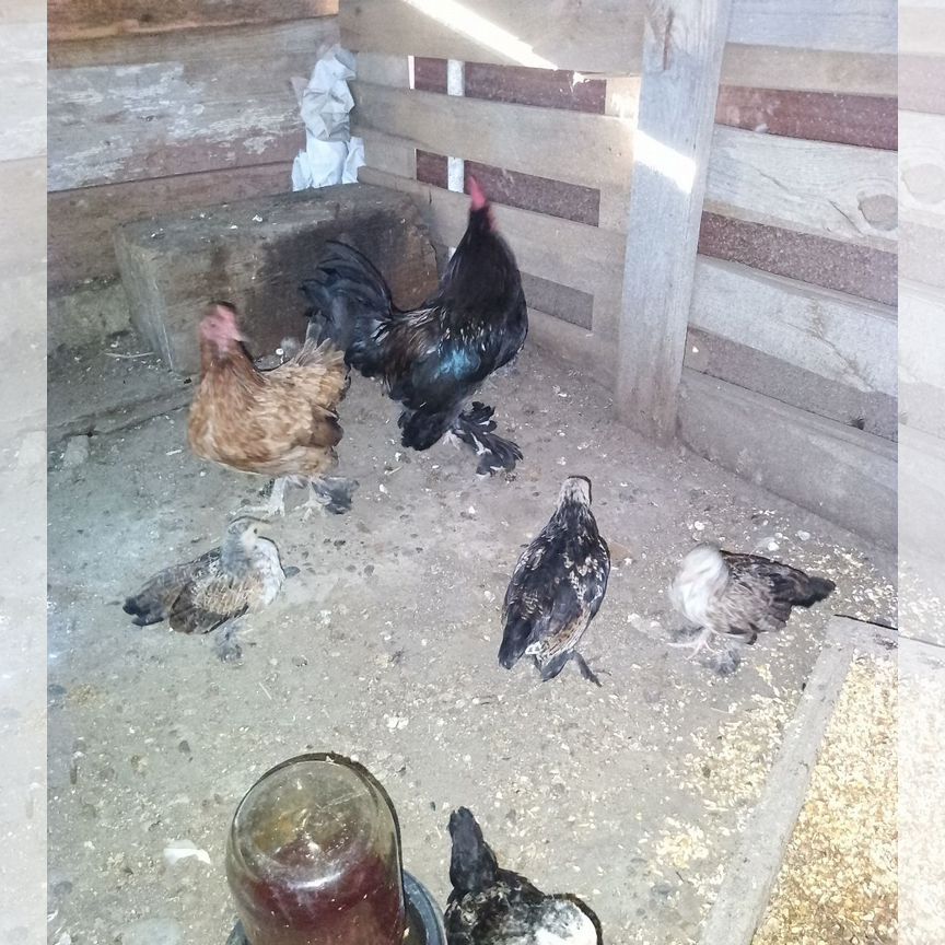 Куры корольки