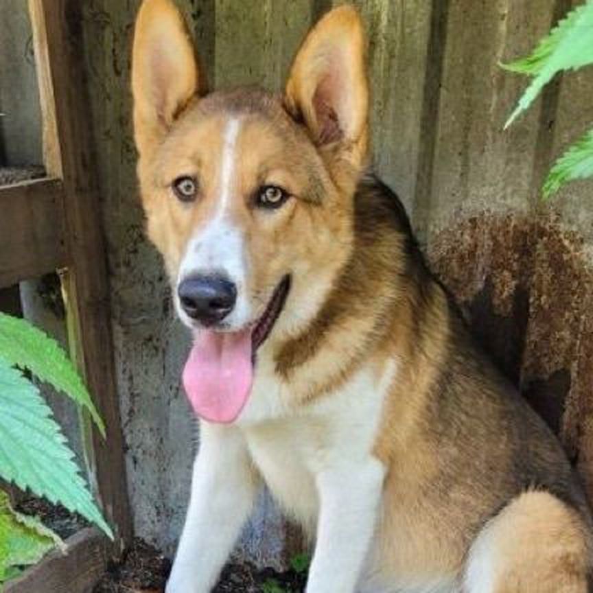 Щенок Тики 10 мес в хорошие руки