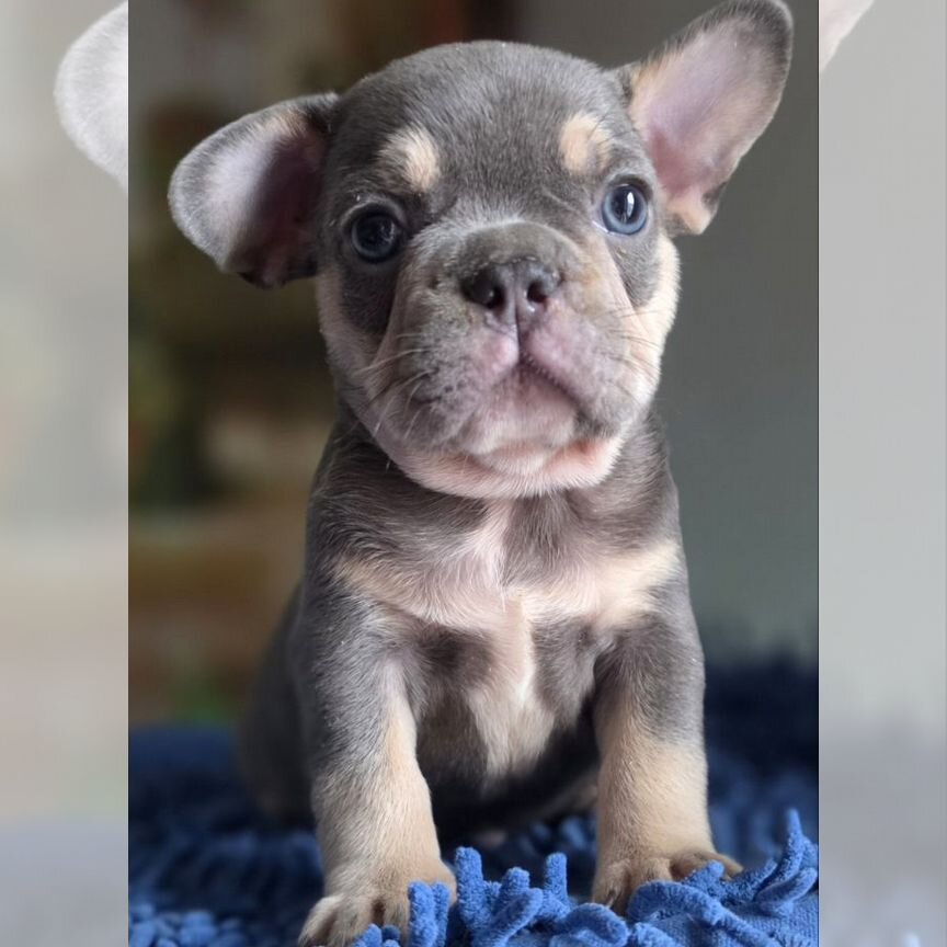 Французский бульдог, щенок