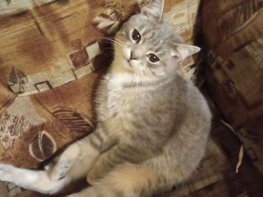 Потерялся котёнок, зовут Саня. Светло-серенький