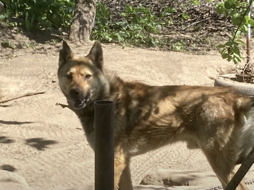 Собака брошенная одна