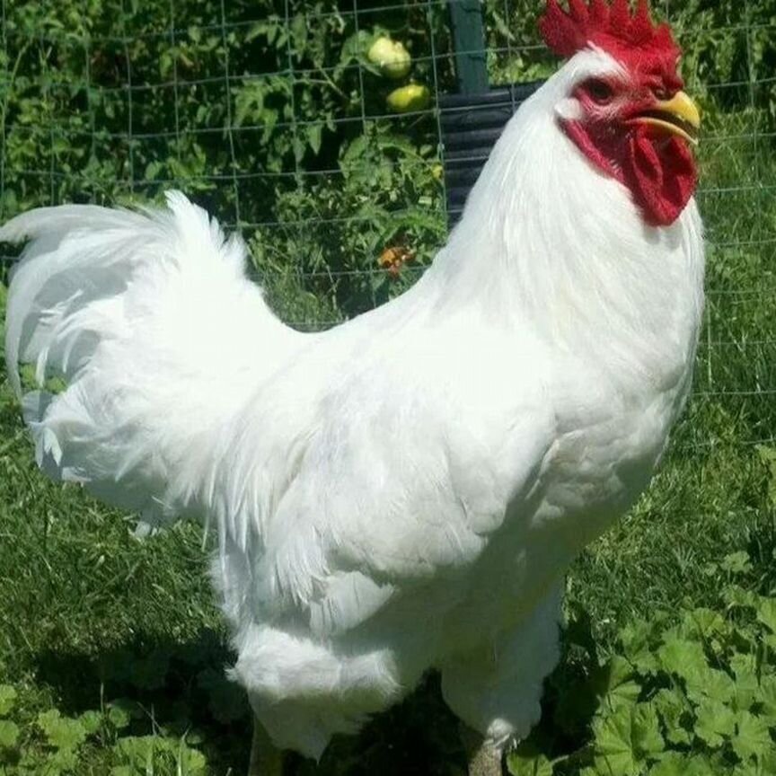 Джерсийский гигант