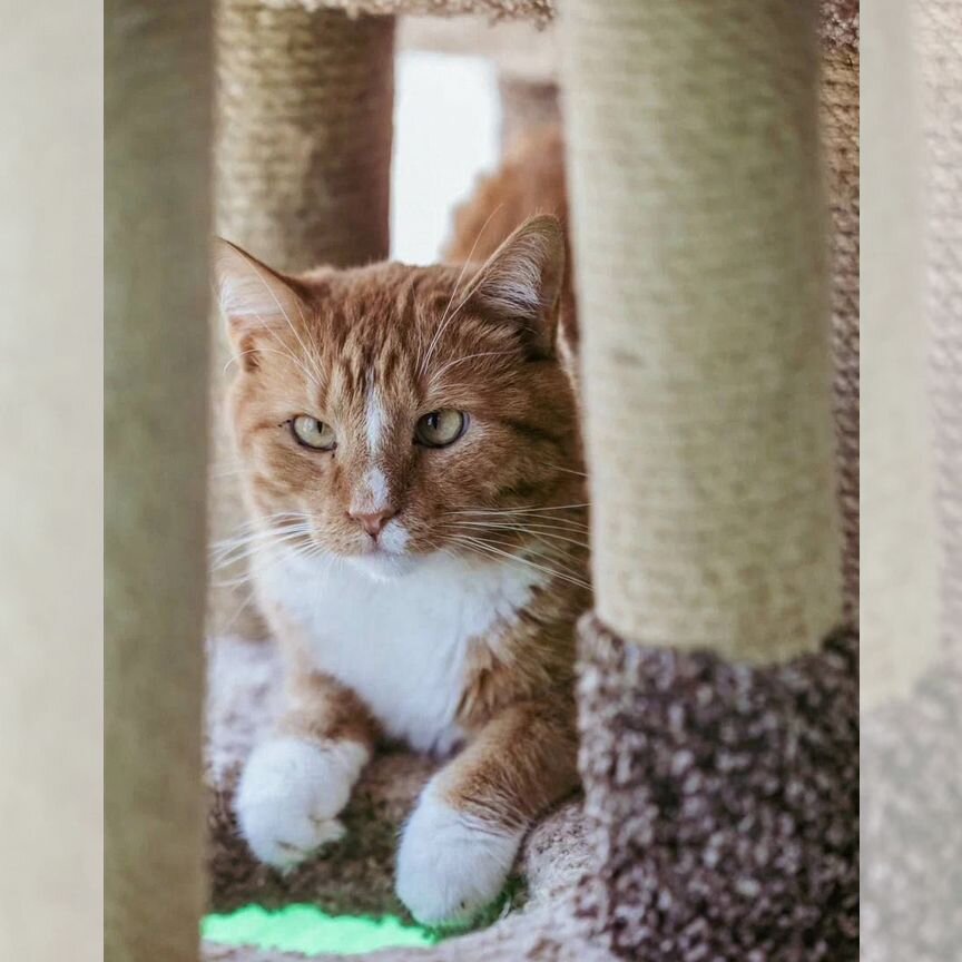 Котик в добрые руки бесплатно