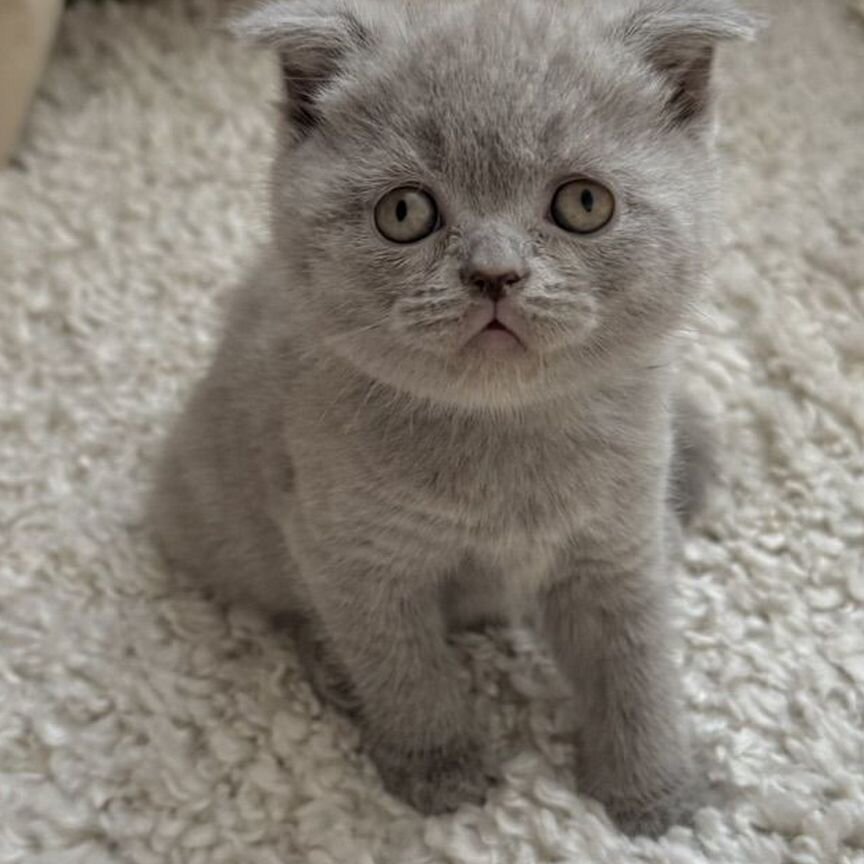 Британский короткошёрстный котёнок
