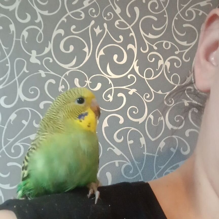 Попугай волнистый самка птенец