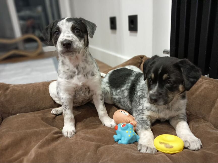 Щенки в добрые руки, нашла девочек