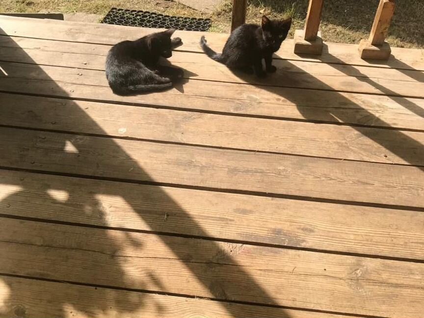 Котята