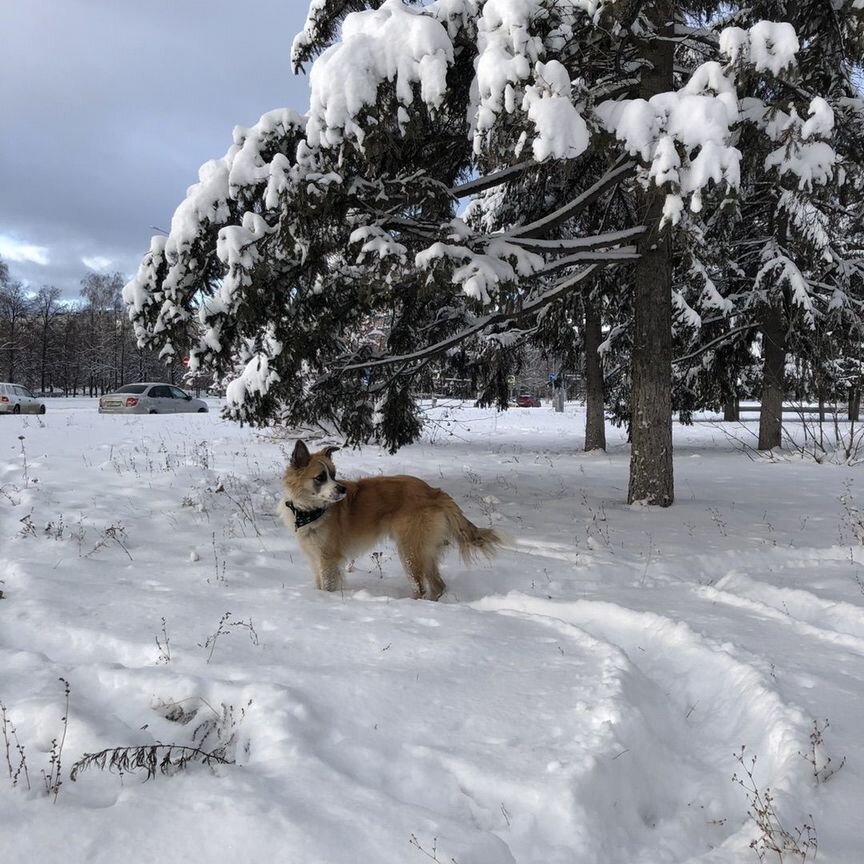 Умный пес в добрые руки