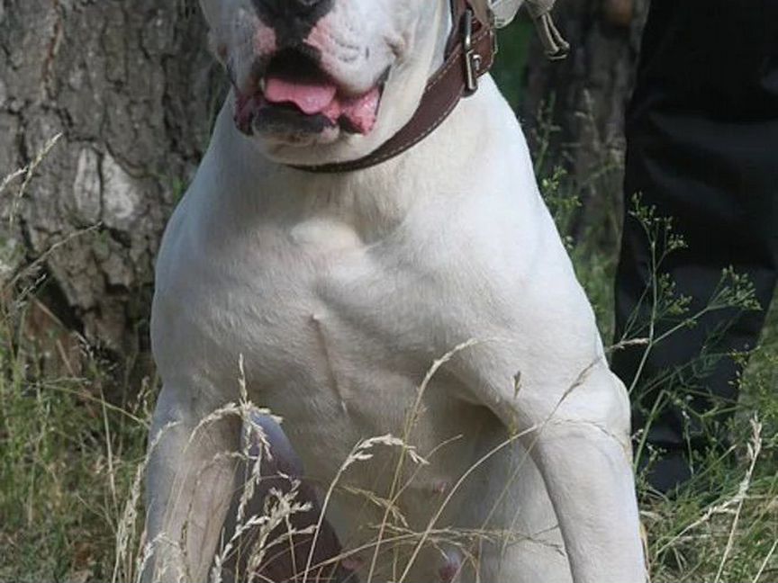 Американский бульдог