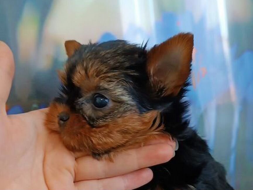 Щенки йоркширского терьера мини