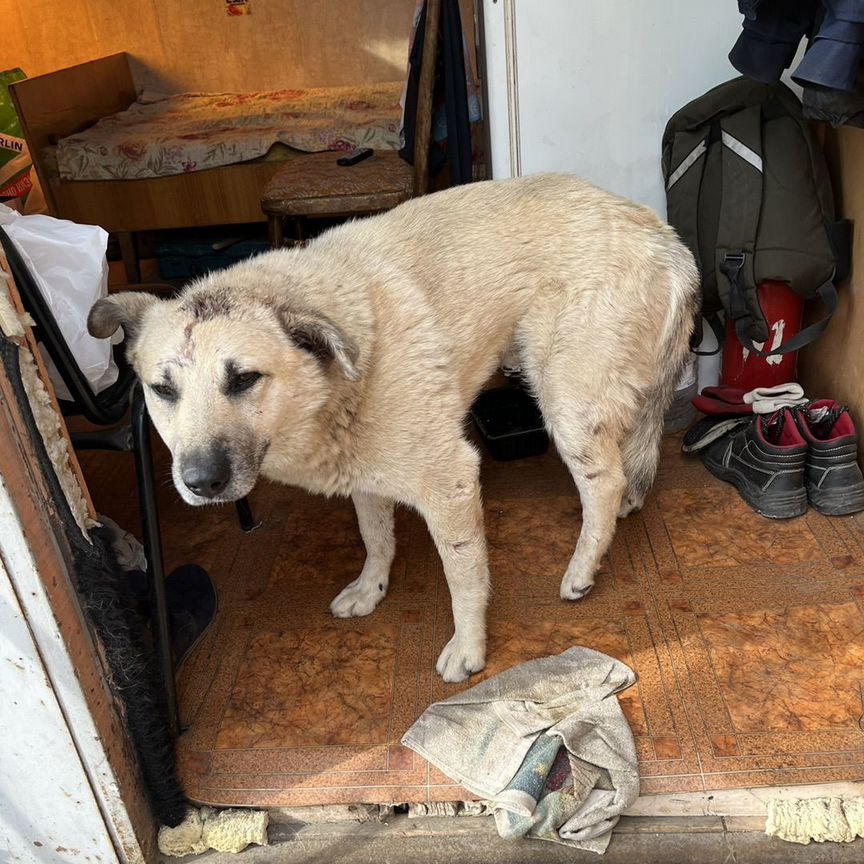 Старый пёс шансов ноль