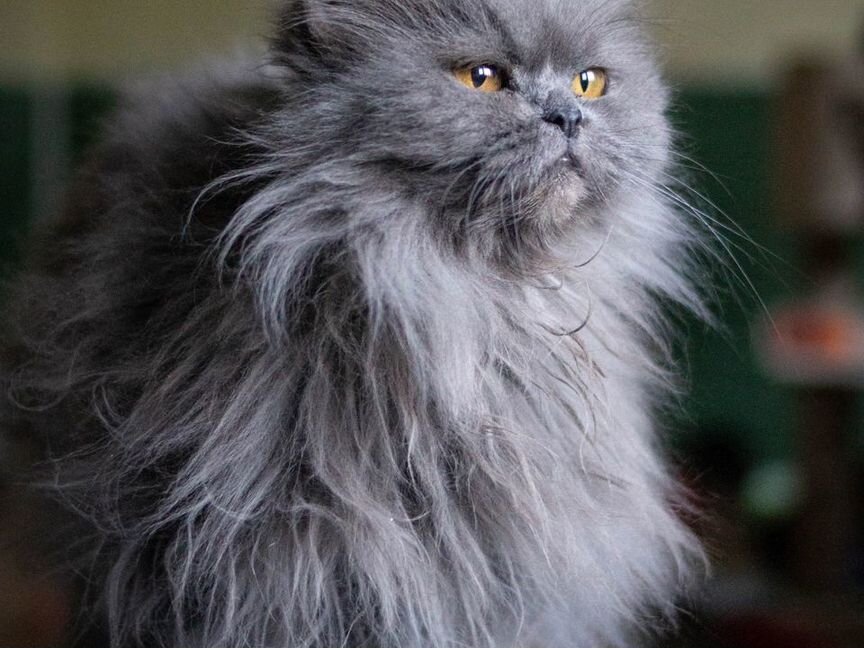 Персидская Фифа