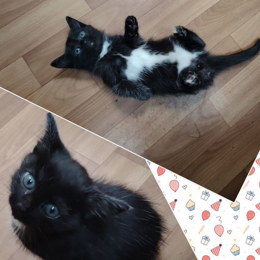 Кошечка под Новогоднюю ёлочку