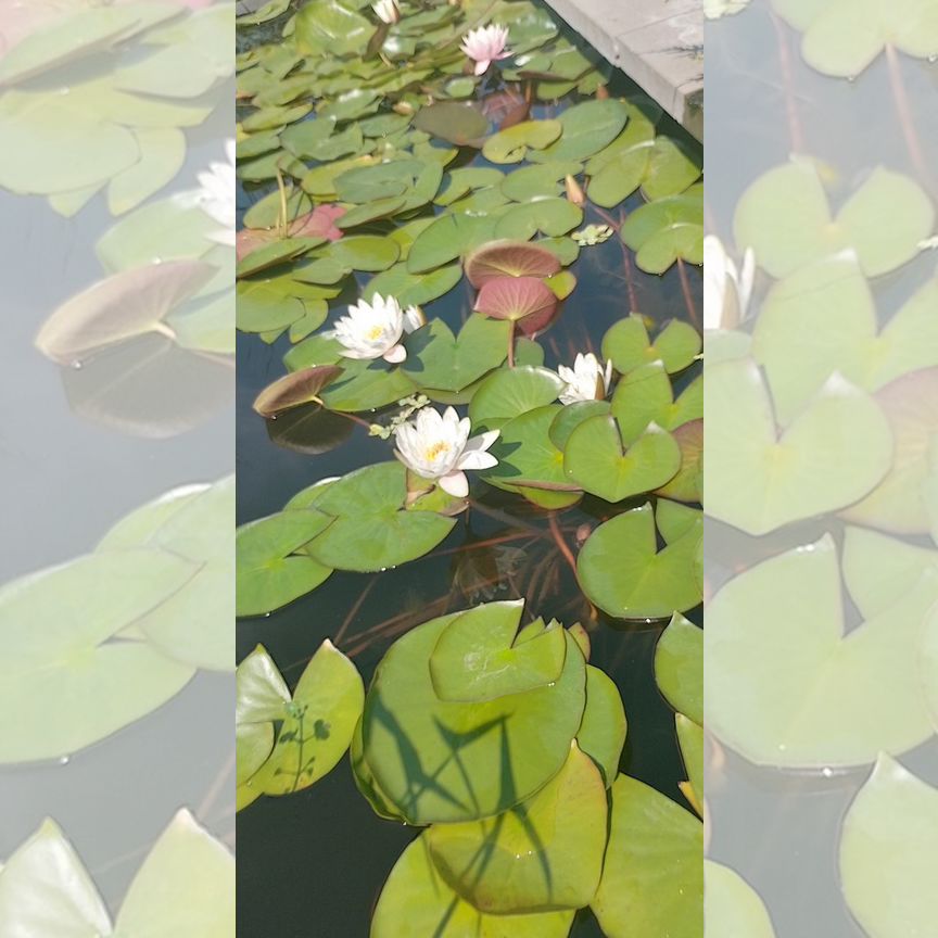 Нимфея белая