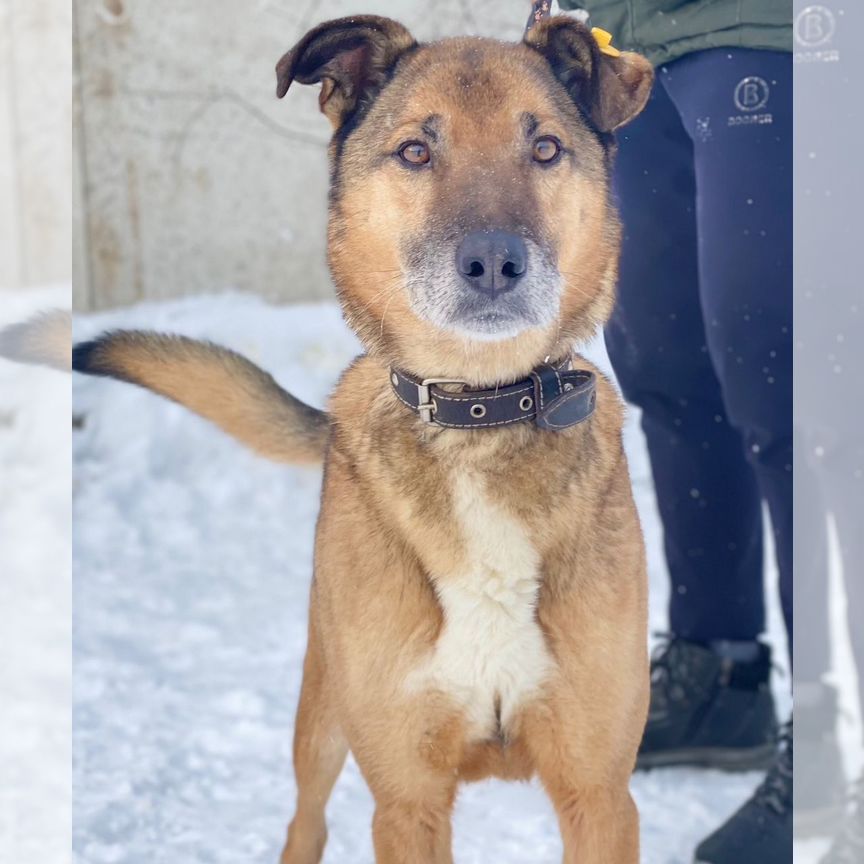 Взрослый пёс в добрые руки