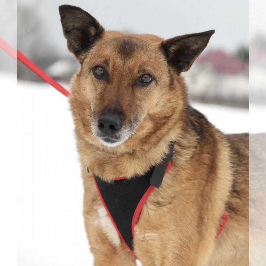 Небольшая девочка Белка в дар