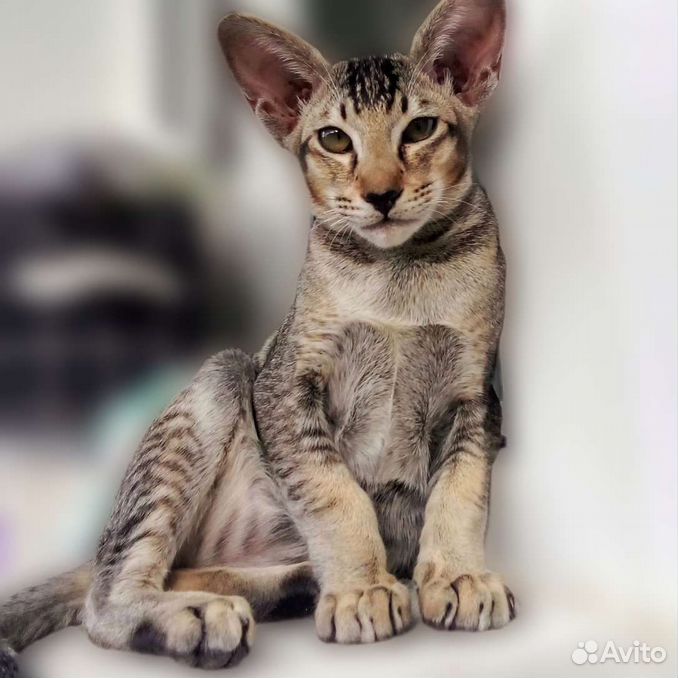 Ориентальные котятки