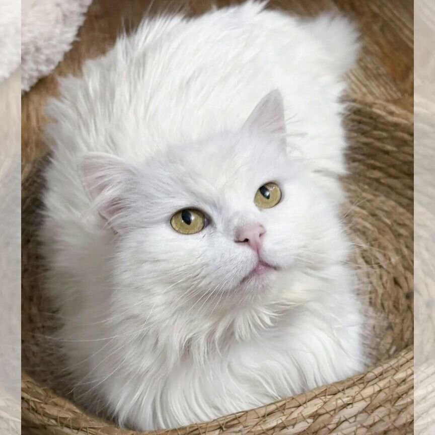 Взрослая, кошка в добрые руки