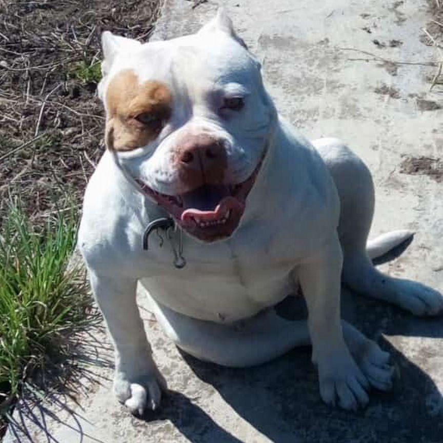 Американский бульдог вязка