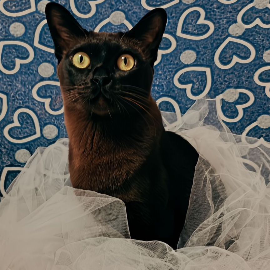 Европейская бурманская кошка, взрослая