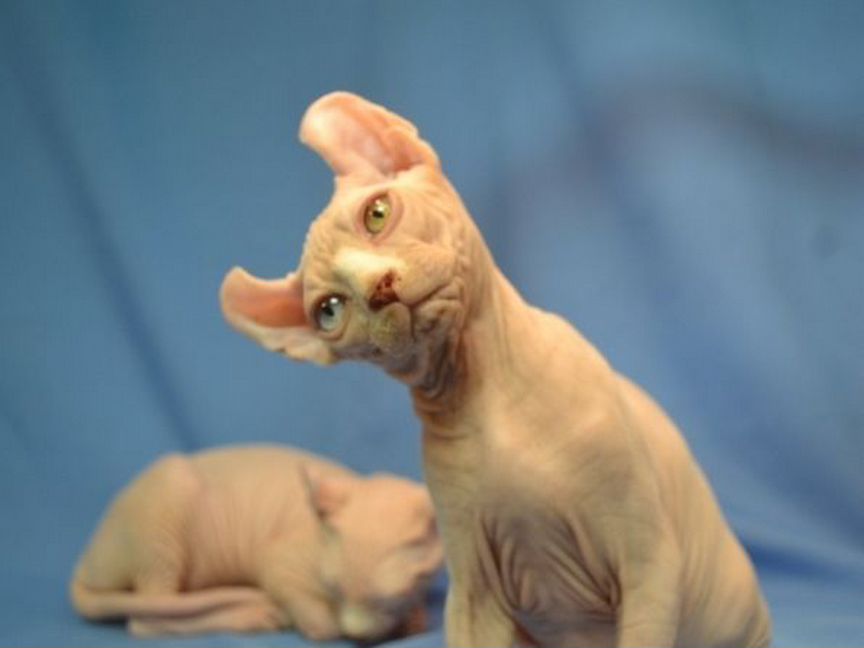 Эльф разноглазые девочки