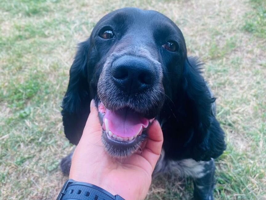 Русский охотничий спаниель вязка