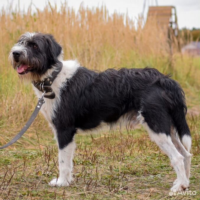 Красивый пес Чаплин размером с ризена, в дар