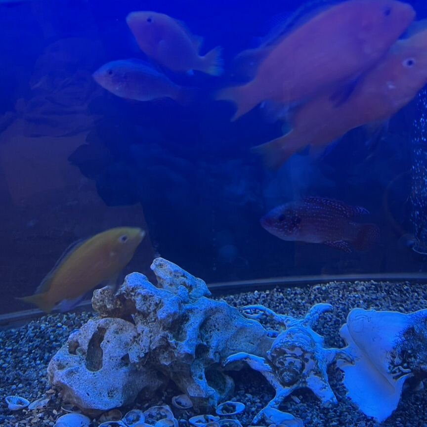 Рыбки цихлиды