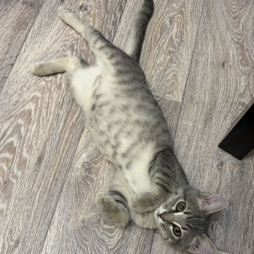 Котёнок в добрые руки