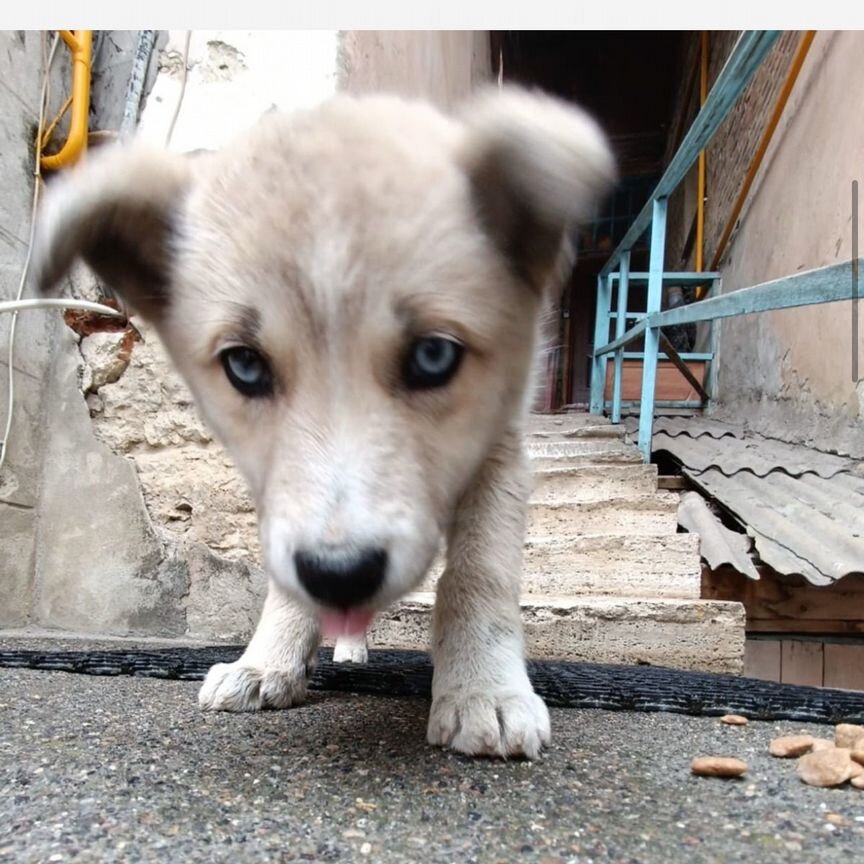Девочка в добрые руки