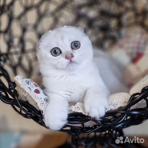 Снегурочка под ёлочку