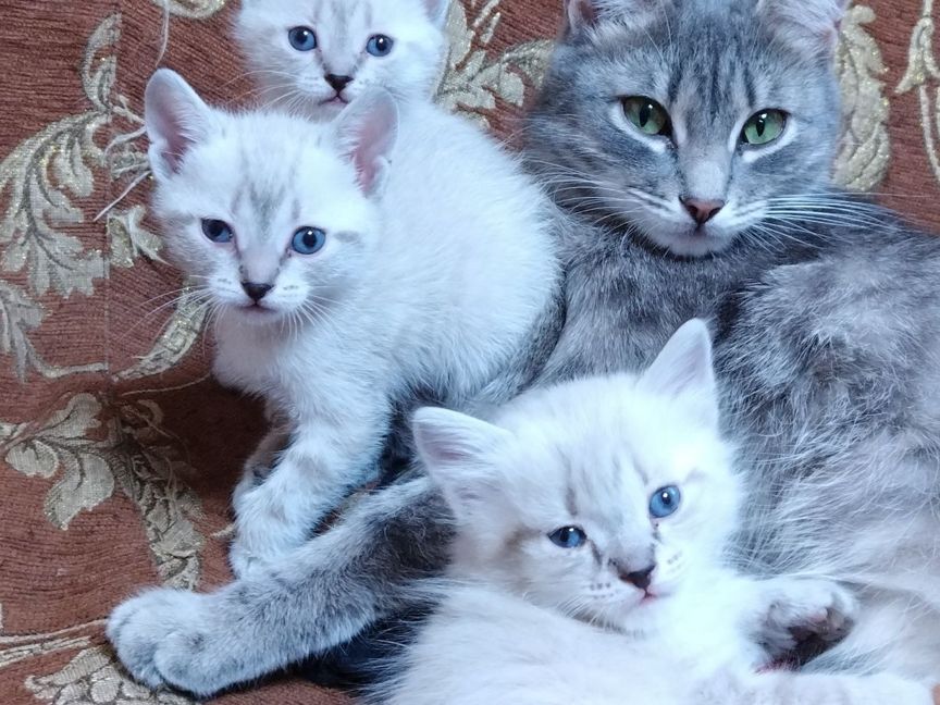 Котятки