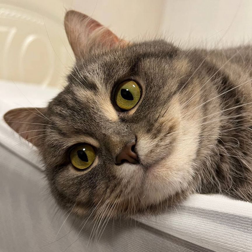 Котик в добрые руки