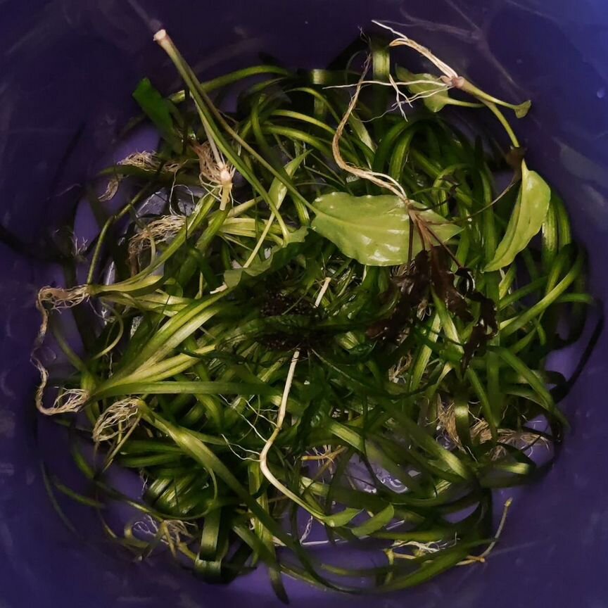 Аквариумное растение