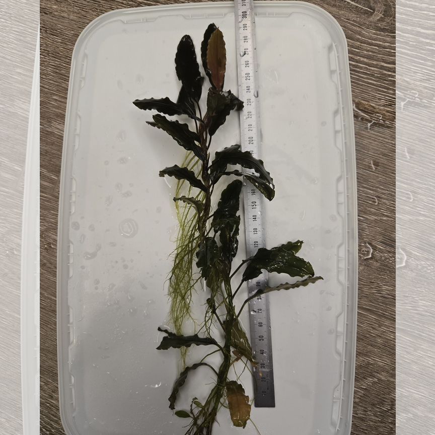 Аквариумные растения Буцефаландра "Купер Лиф Мелав