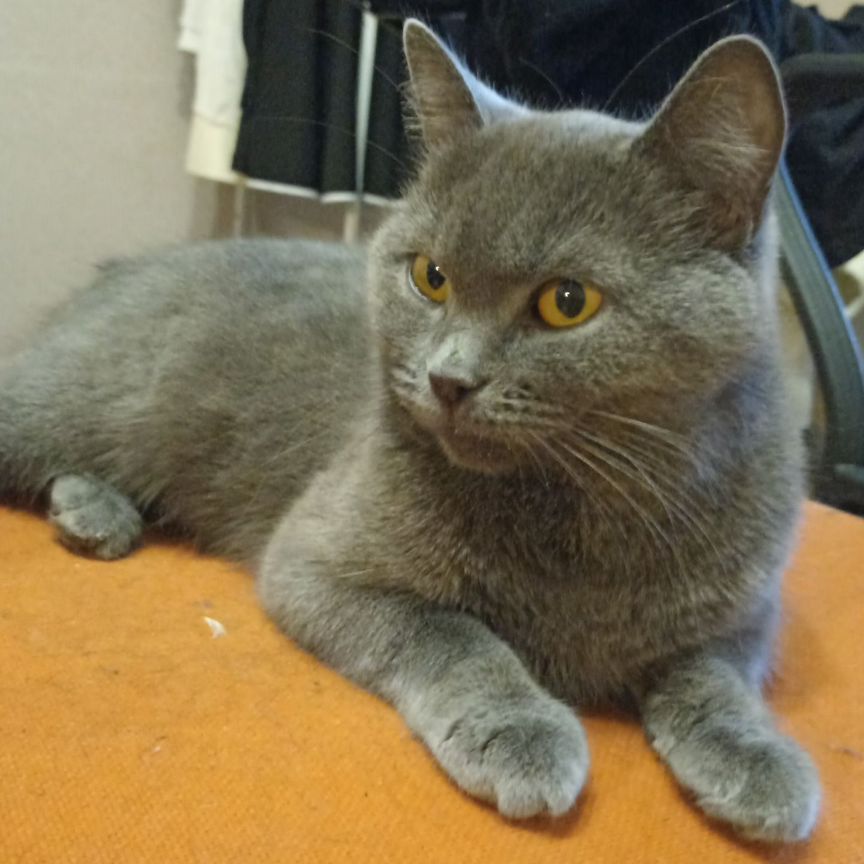 Шотландские кот и кошка