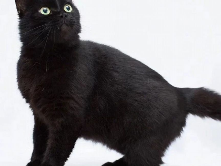 Черная кошечка ждёт хозяина