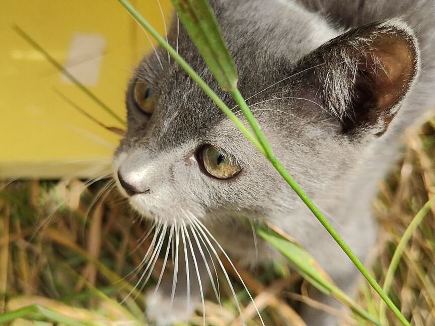 Бесплатно котята мальчишки с волшебным приданным