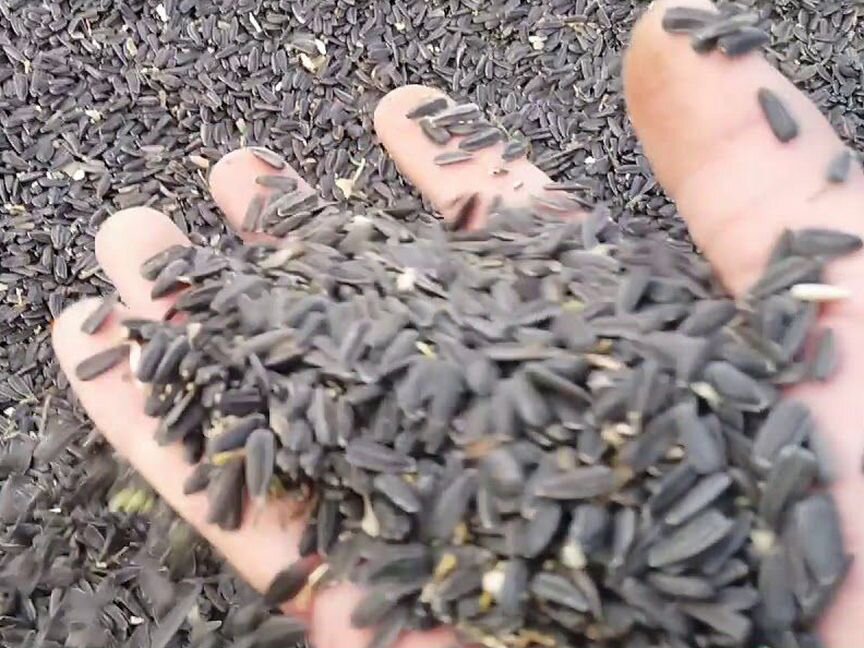 Семечка (подсолнечника), горох, кукуруза