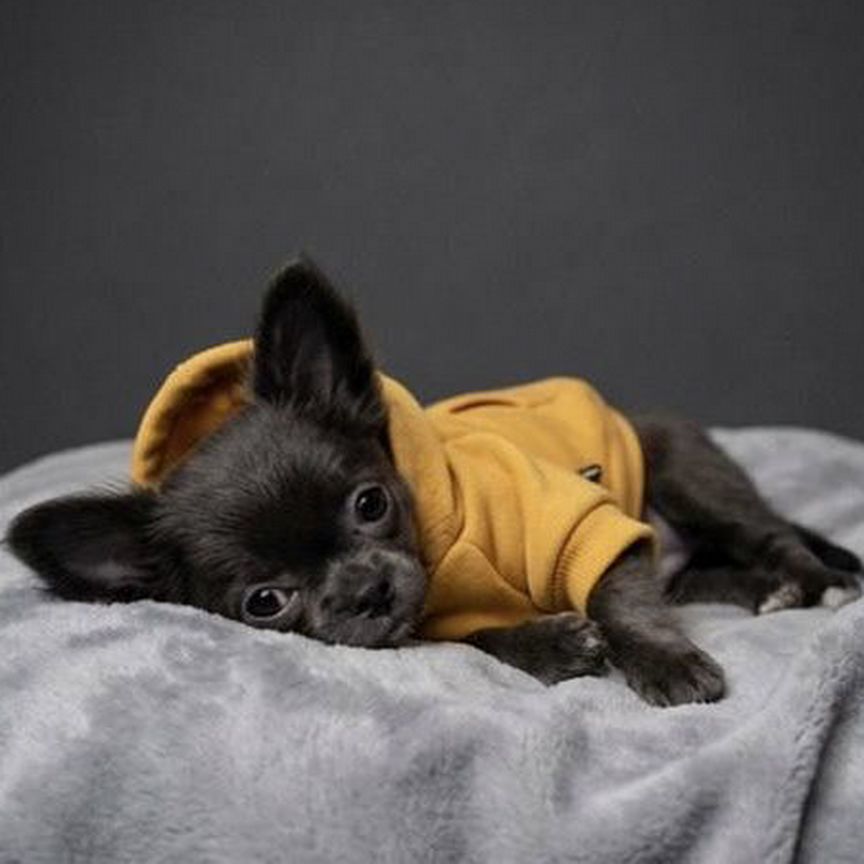 Чихуахуа, щенок