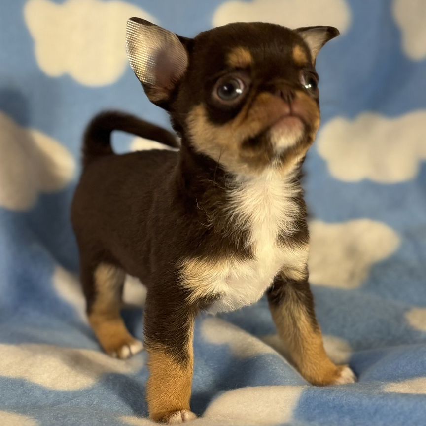 Чихуахуа, щенок