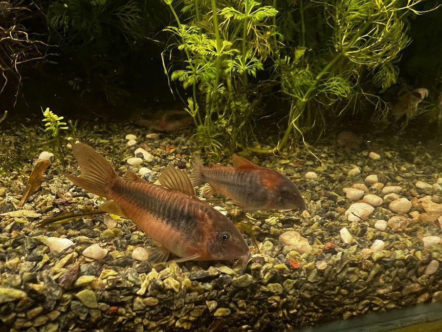 Сомики коридорасы