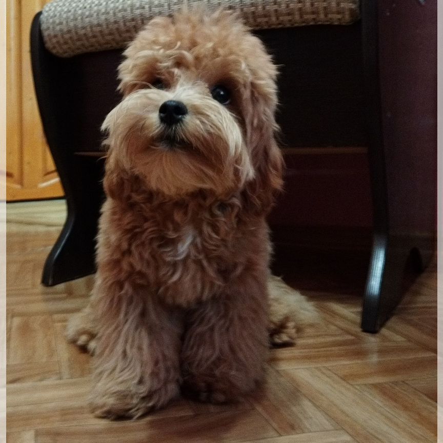 Мальтипу, щенок