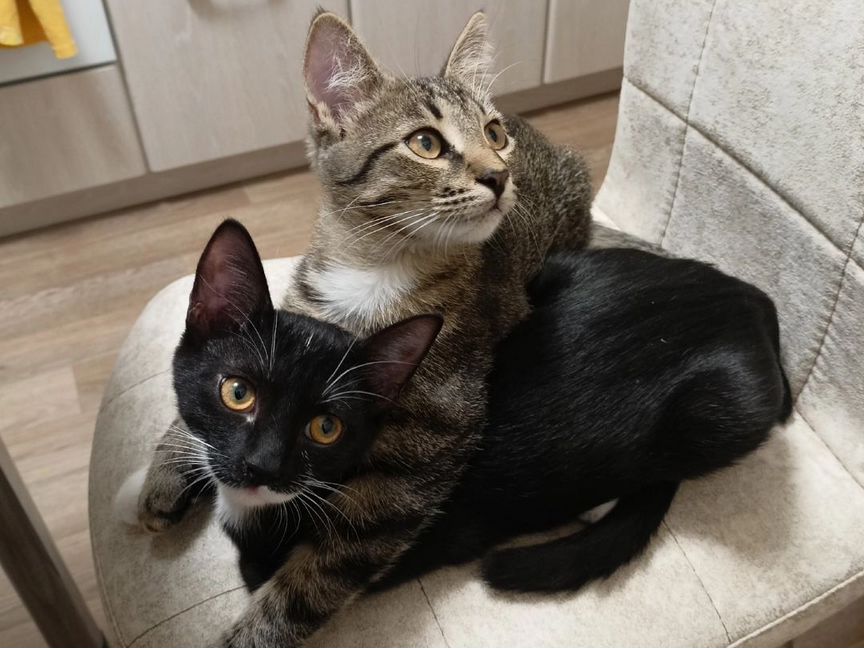 Котенок мальчик в дар