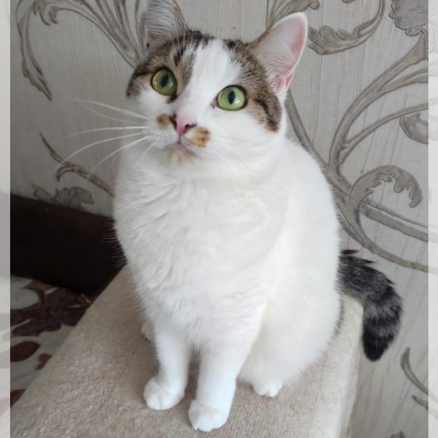 Стерилизованная кошка Джулия