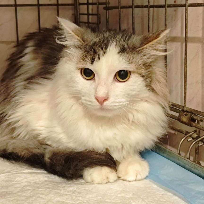 Котик Сёма в добрые руки