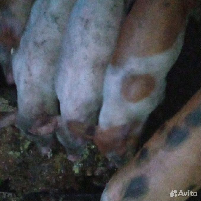 Поросята дюрок+крупная белая